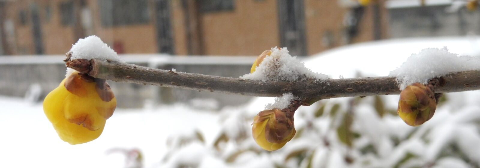 roubai-2 – 日本イエス・キリスト教団 黒磯教会